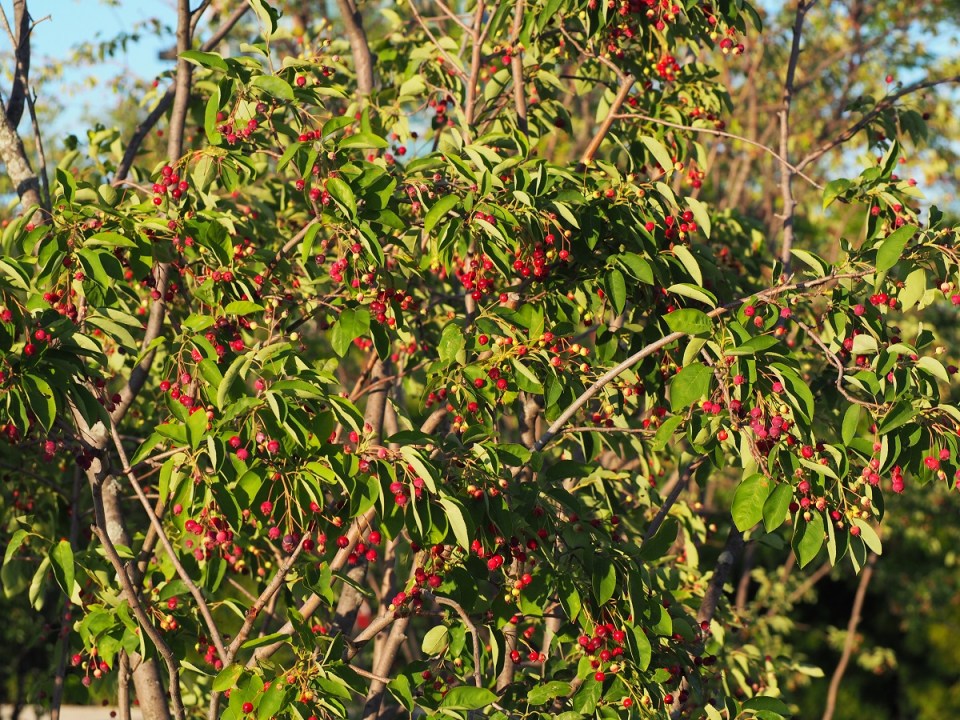 Photo of the Day: The Beautiful Service Berry Tree at Aga Khan Park ...