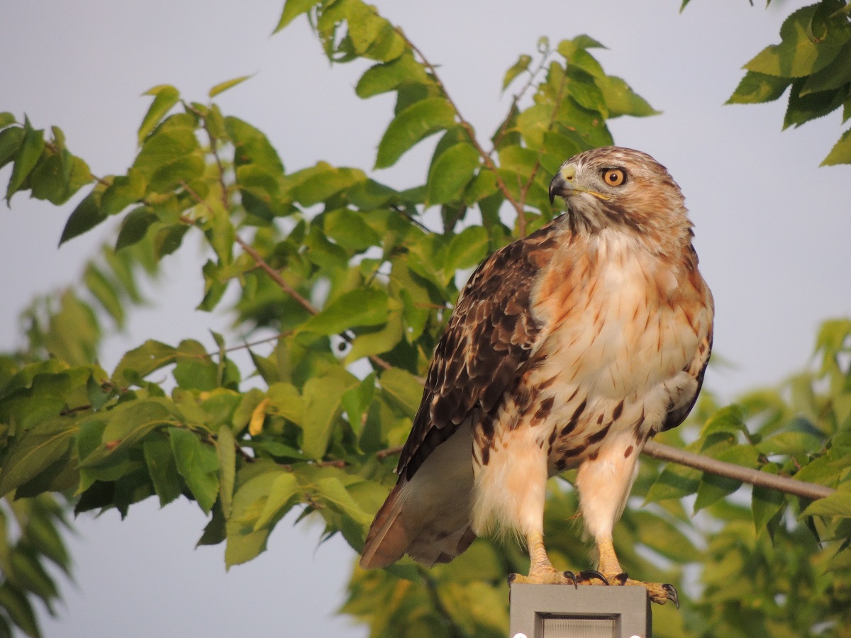 2021 in Photos: Beautiful Portraits of the Hawk from Toronto’s Aga Khan ...