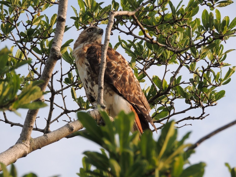 2021 in Photos: Beautiful Portraits of the Hawk from Toronto’s Aga Khan ...