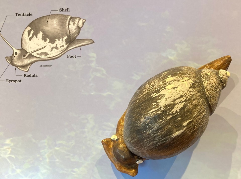 Beautiful Photos: Calgary, Banff, Vermillion Lakes, the Cave Basin ...