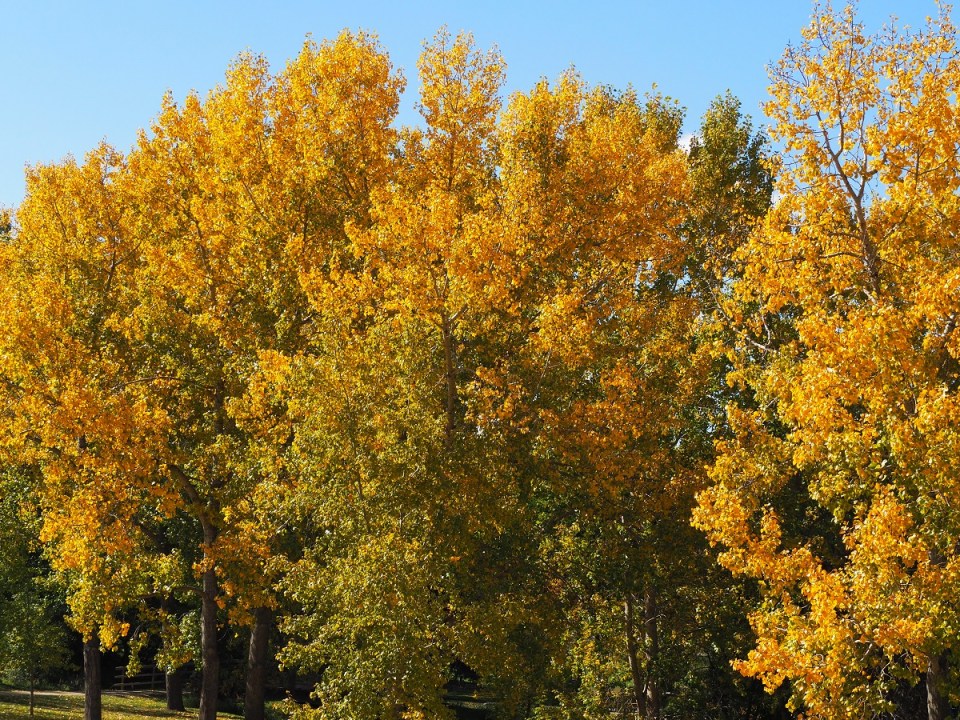 A Riot of Autumn Splendor in Calgary: My Annual Fall Pilgrimage in ...